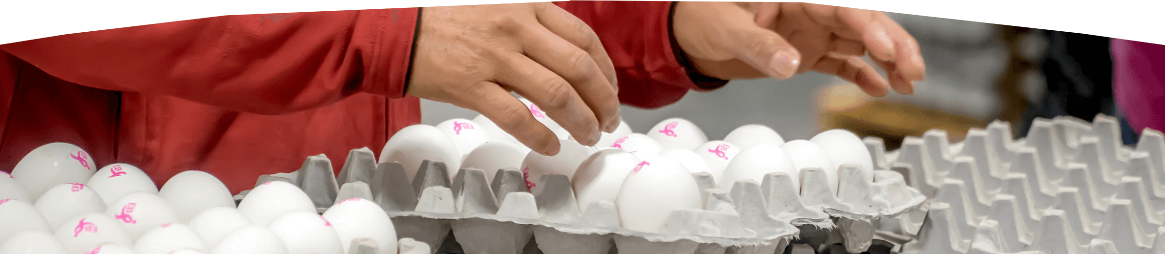 WHY BUY OUR EGGS - Morning Fresh Farms