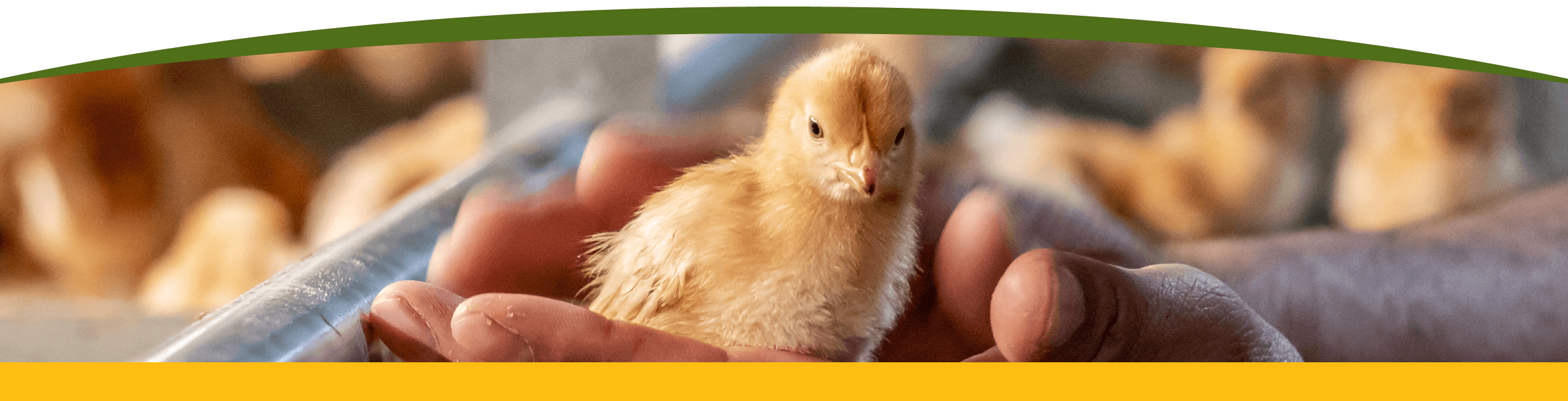 Our Animal Care - Morning Fresh Farms